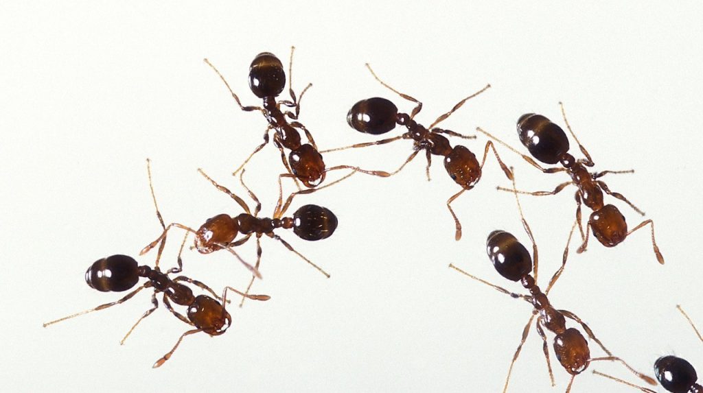 Ant Control & Extermination Services | Expest Pest Solutions - Expest ...