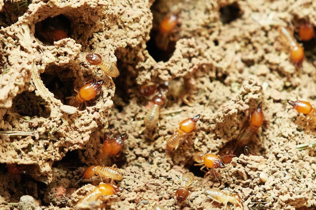 Termites Are Arriving On Ships - Expest – Pest Control, Wildlife ...