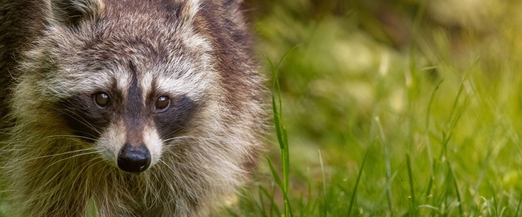 Blog - Expest – Pest Control, Wildlife Control, and Exterminators