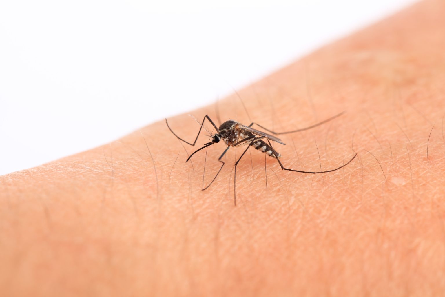 Mosquito Control Programs | Expest Pest Solutions - Expest – Pest ...