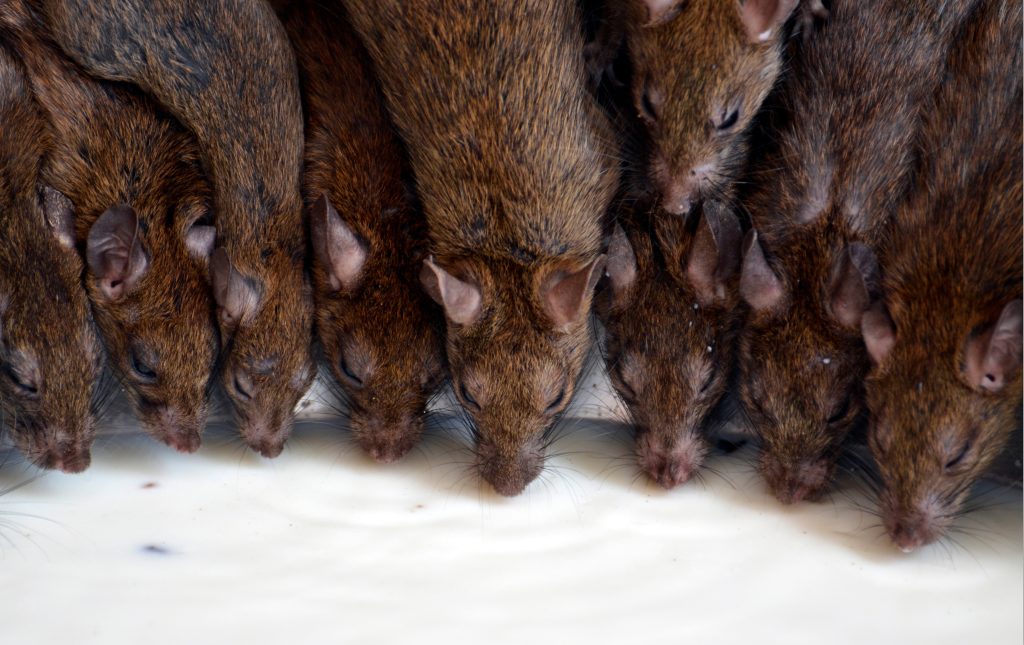 Rodent Control Services - Expest – Pest Control, Wildlife Control, and ...