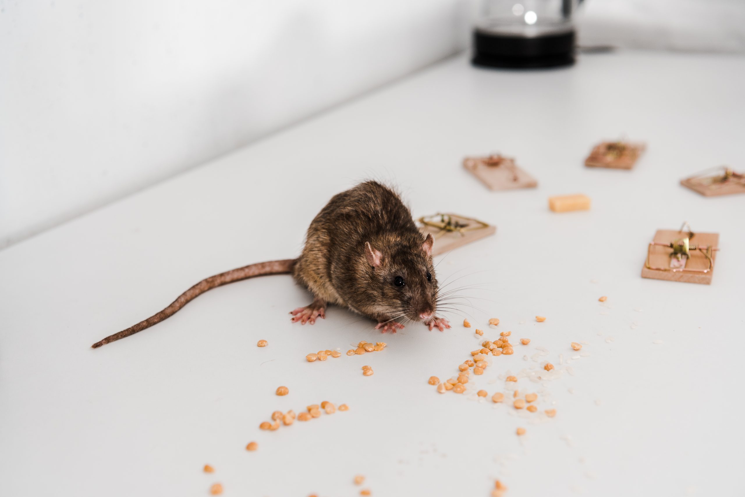 Rat Control & Removal Services | Expest Pest Solutions - Expest – Pest ...