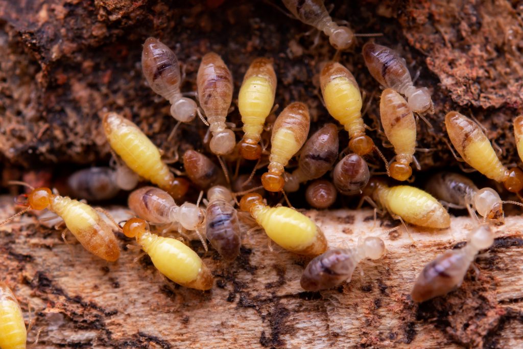 Termite Control Services | Expest Pest Solutions - Expest – Pest ...
