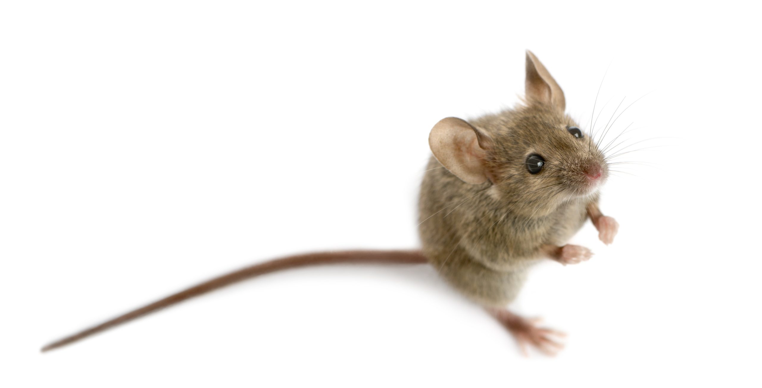 Mice Control & Removal Services | Expest Pest Solutions - Expest – Pest ...
